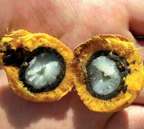 Acrocomia Aculeata – Oil Crop - energypedia