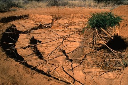 Solid Biomass Energy in Namibia - energypedia
