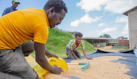 Solar Drying for Farmer-Clusters and Cooperatives in Ethiopia - energypedia